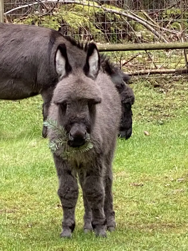 SOLD - Beautiful Mini Donkey Jenny | Livestock | Comox / Courtenay ...