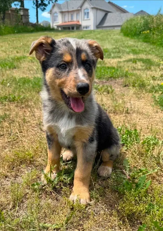 Australian Shepherd Puppies (Merle) | Dogs & Puppies for Rehoming ...