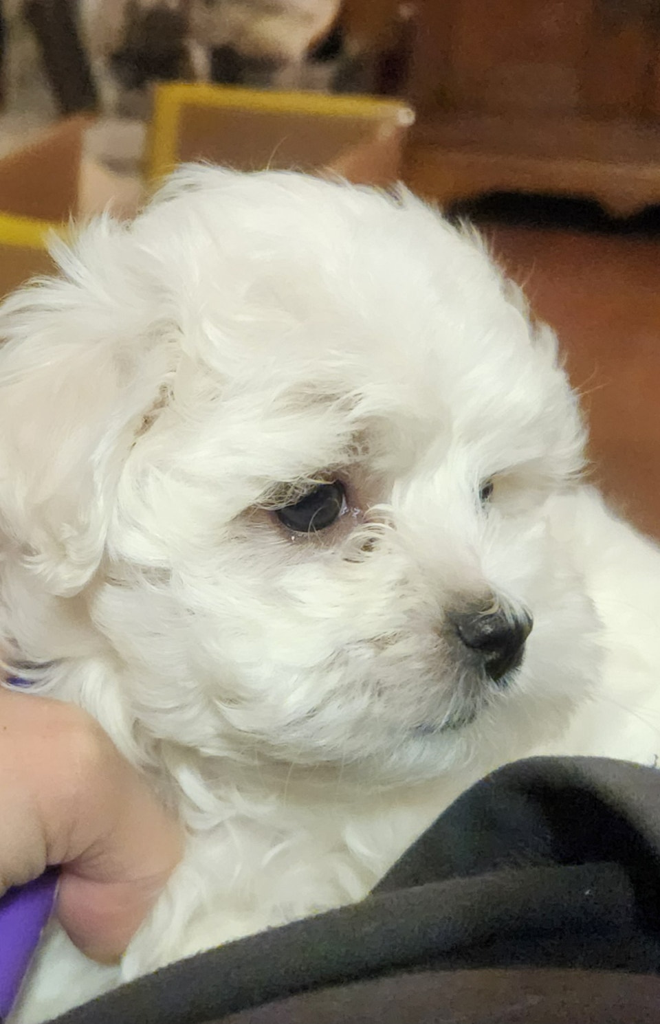 bichon chiot | Dogs & Puppies for Rehoming | Laval / North Shore | Free ...