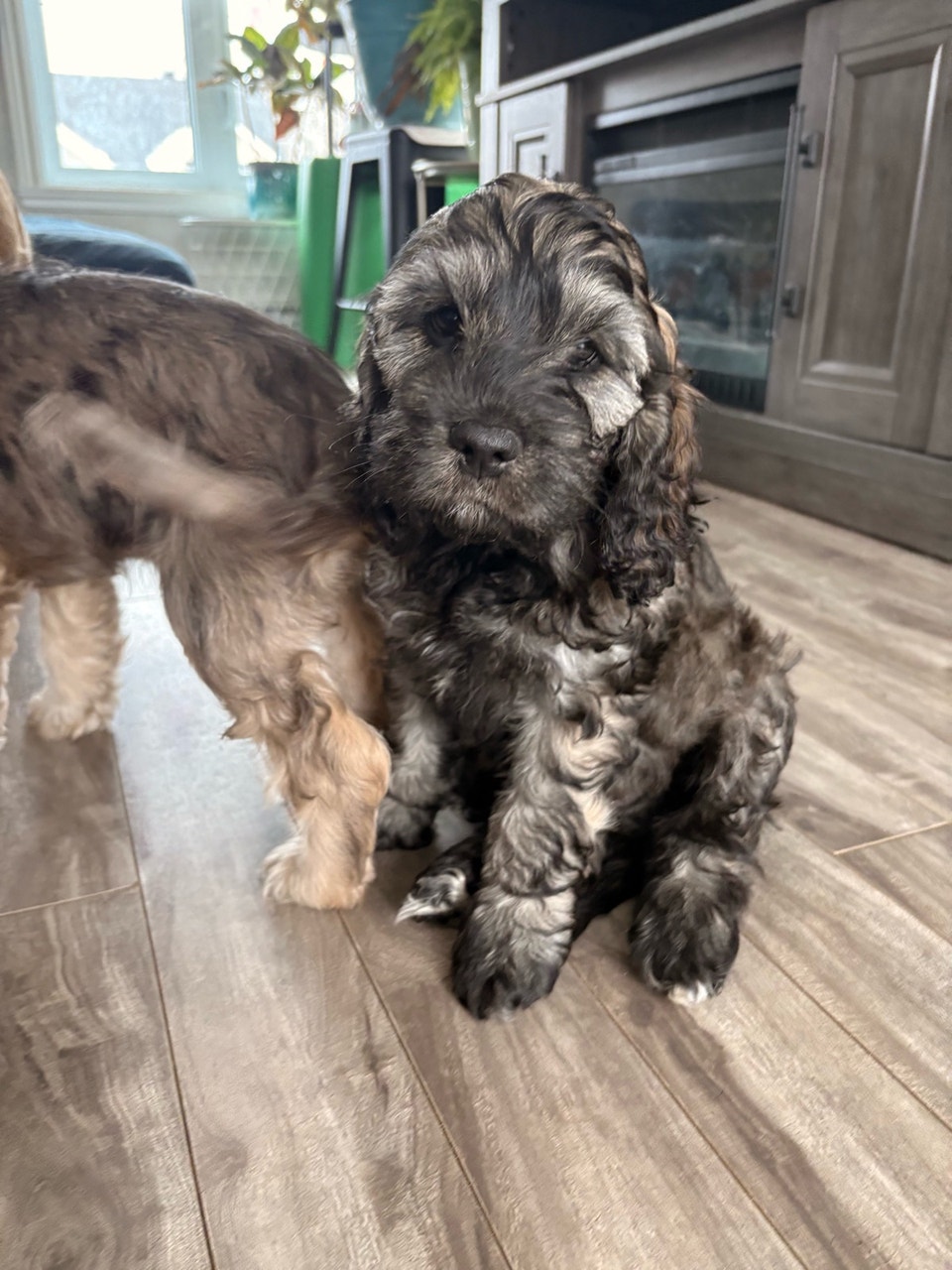 1 Cockapoo mâle merle | Dogs & Puppies for Rehoming | Lanaudière | Free ...