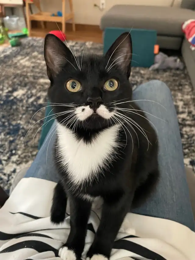 Female 1yo cat for adoption | Cats & Kittens for Rehoming | City of ...