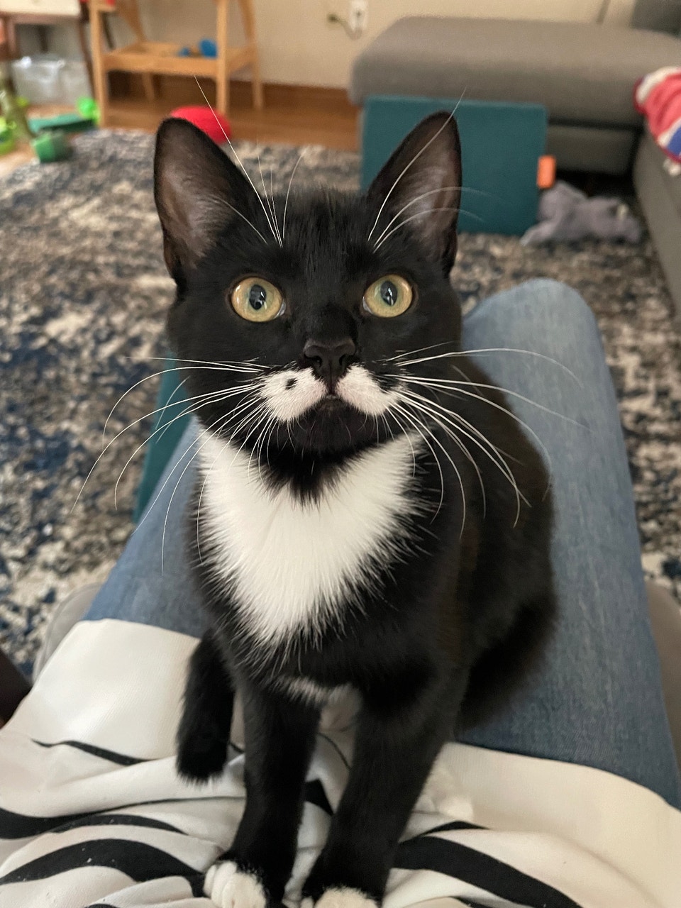 Female 1yo cat for adoption | Cats & Kittens for Rehoming | City of ...