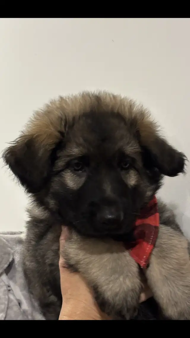 Magnifique chiot Berger Allemand | Dogs & Puppies for Rehoming ...