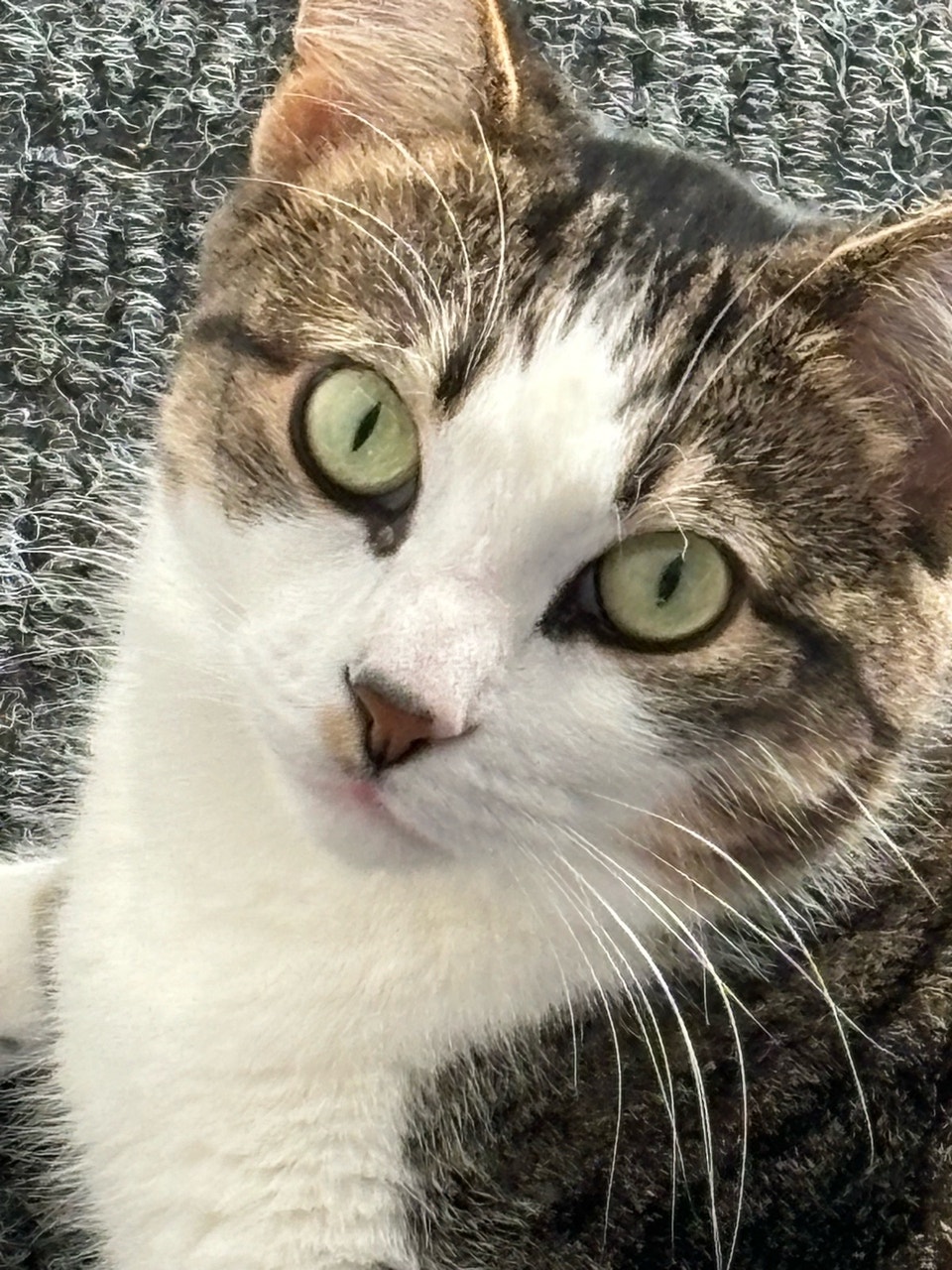 Cat to Rehome | Cats & Kittens for Rehoming | Barrie | Free local ...