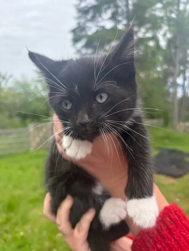barn kittens | Cats & Kittens for Rehoming | Truro | Free local ...