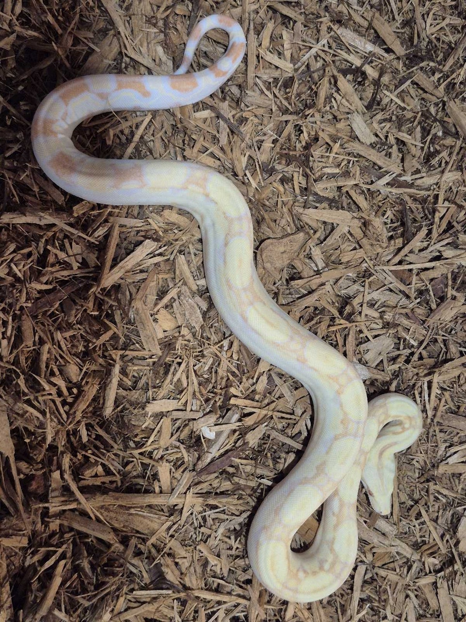 2024 Female IMG Albino het Snow | Reptiles & Amphibians for Rehoming ...