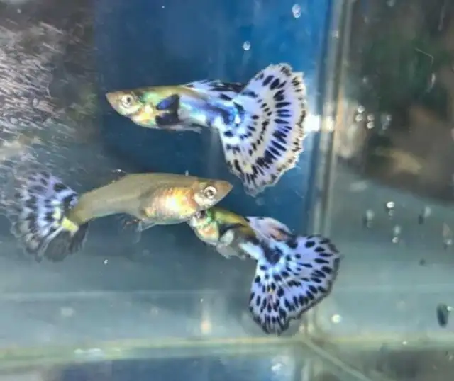 tiger endler guppy mix with blue guppy fry | Fish for Rehoming ...