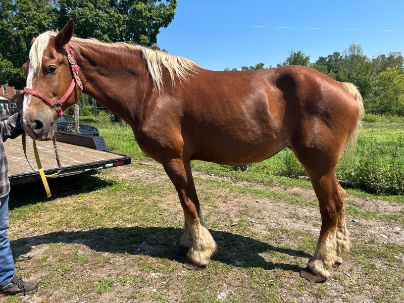 Registered Belgian Mare | Horses & Ponies for Rehoming | Trenton | Kijiji