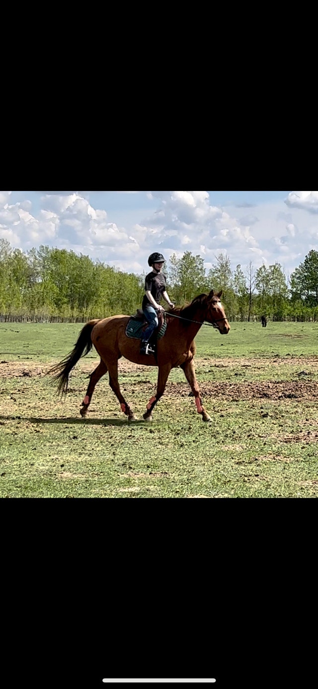 14yr TB gelding | Horses & Ponies for Rehoming | Edmonton | Kijiji