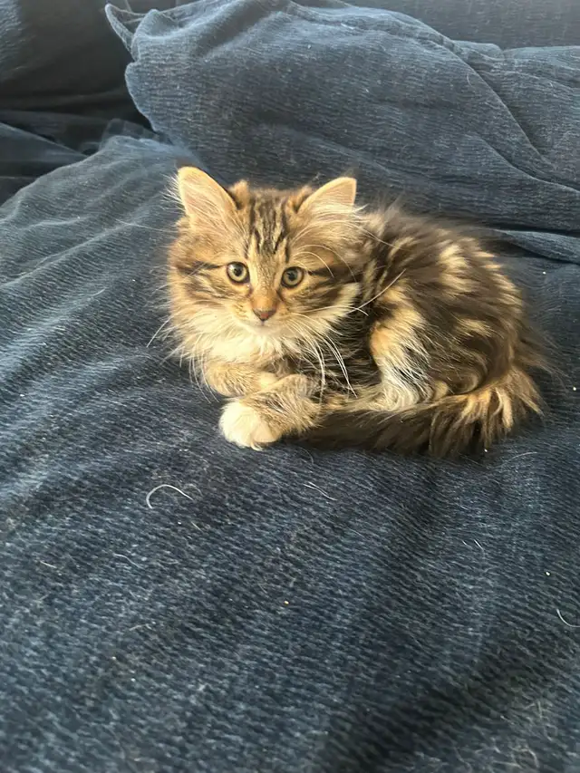 Chaton femelle Turkish Angora rayé | Cats & Kittens for Rehoming | City ...