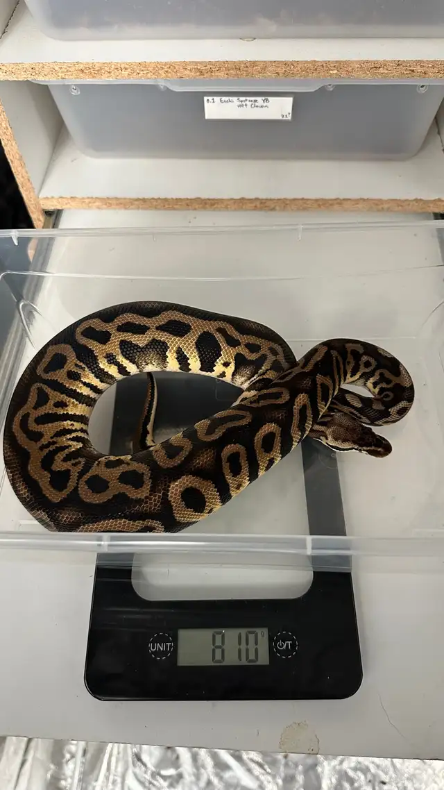800+g Female Pastel Leopard Het Desert Ghost Ball Python | Reptiles ...