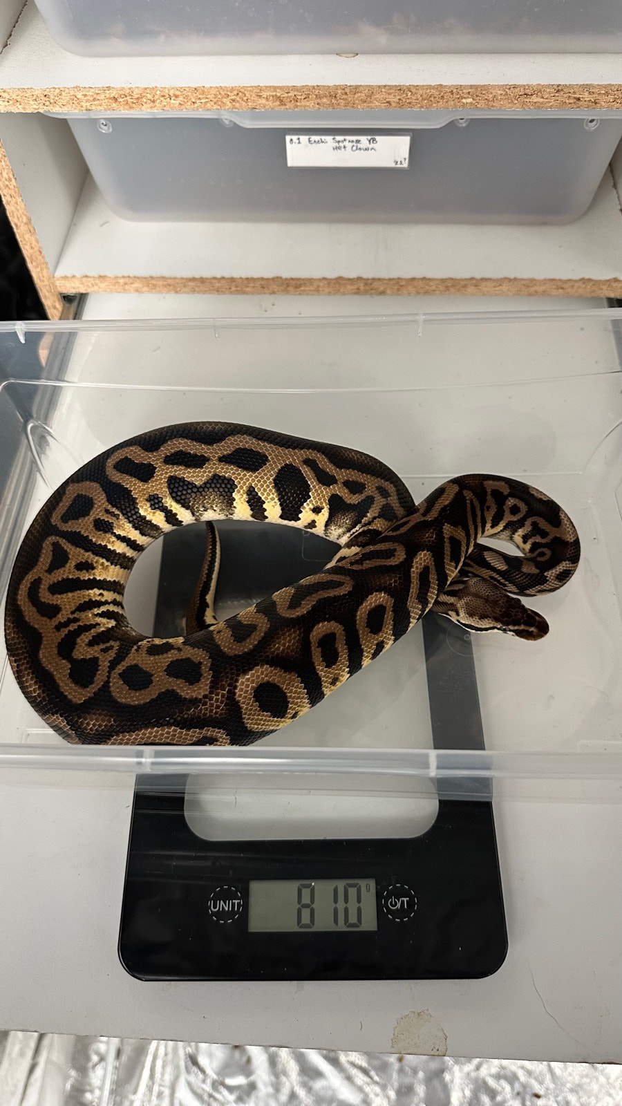 800+g Female Pastel Leopard Het Desert Ghost Ball Python | Reptiles ...