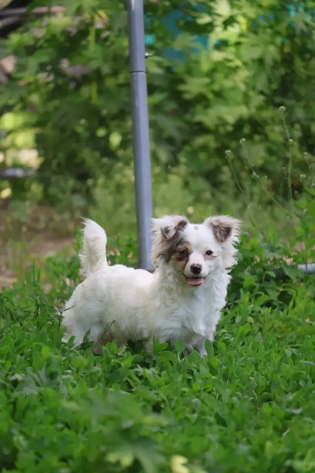 2 7 month old chihuahua dogs | Dogs & Puppies for Rehoming | Barrie ...
