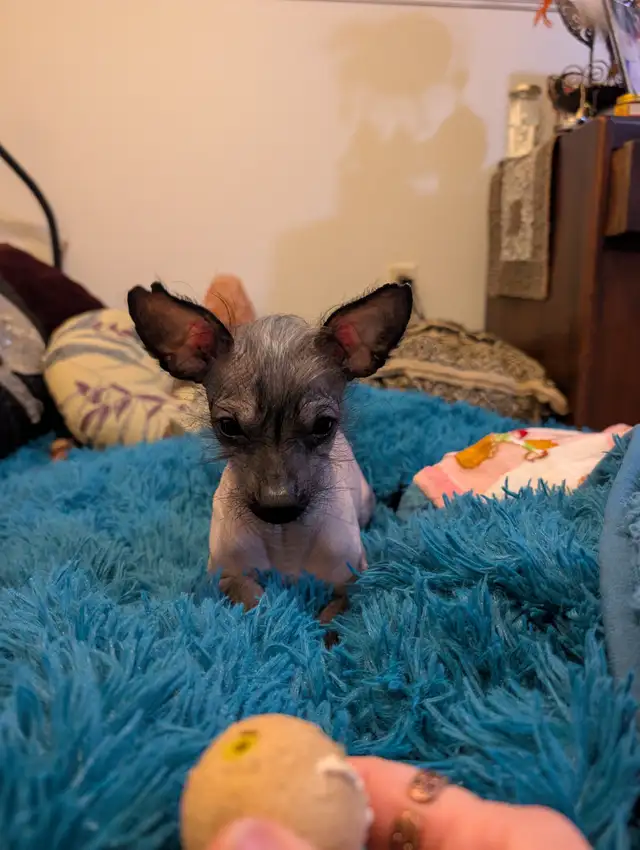 Looking for a small breed companion | Dogs & Puppies for Rehoming ...