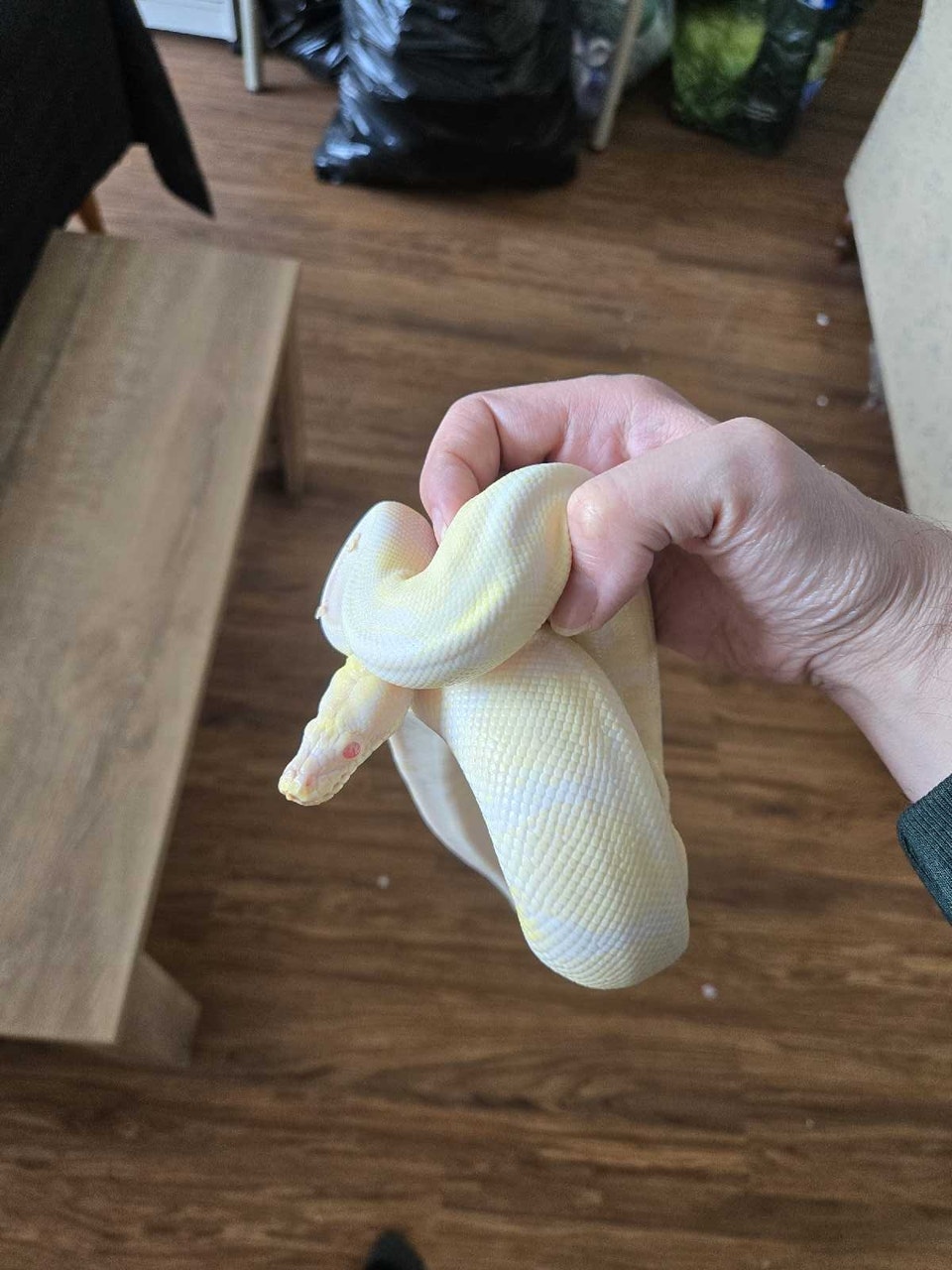 Snow Ball Python for sale/Python Royale Snow à Vendre | Reptiles ...