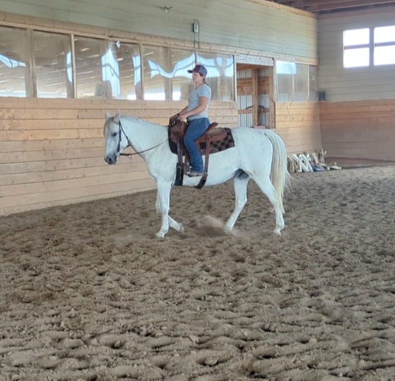Grade Gelding | Horses & Ponies for Rehoming | Calgary | Kijiji