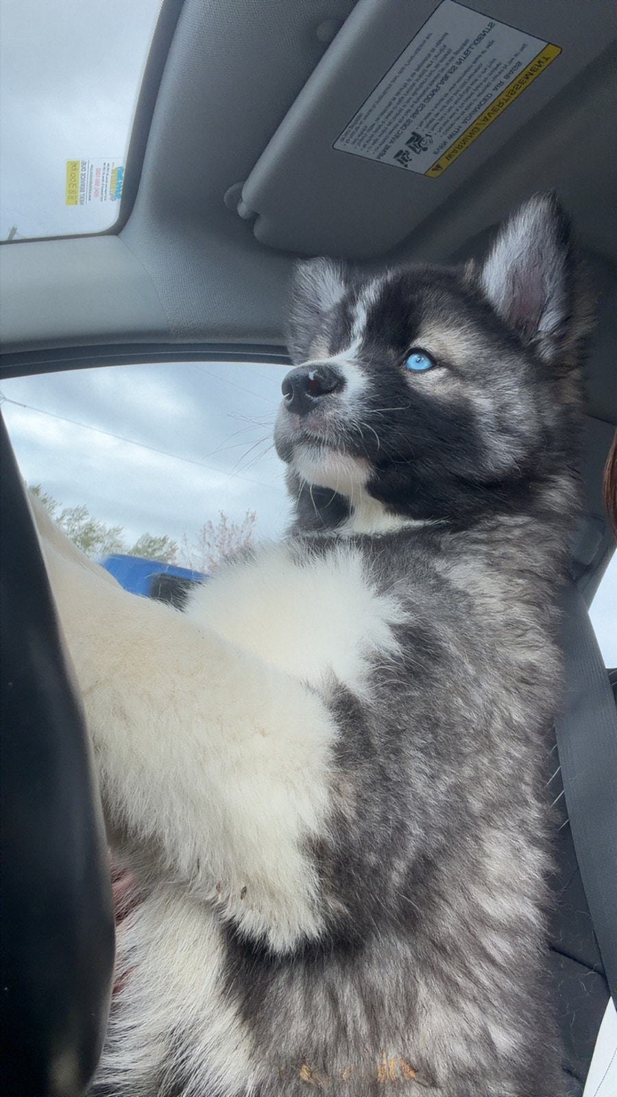 HUSKY X AMERICAN AKITA PUPPY | Dogs & Puppies for Rehoming | Delta ...