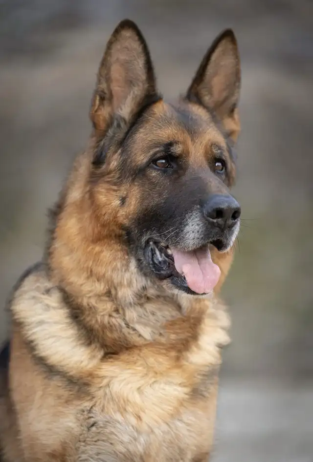 Réservation ~ Berger Allemand CKC / CCC | Dogs & Puppies for Rehoming ...