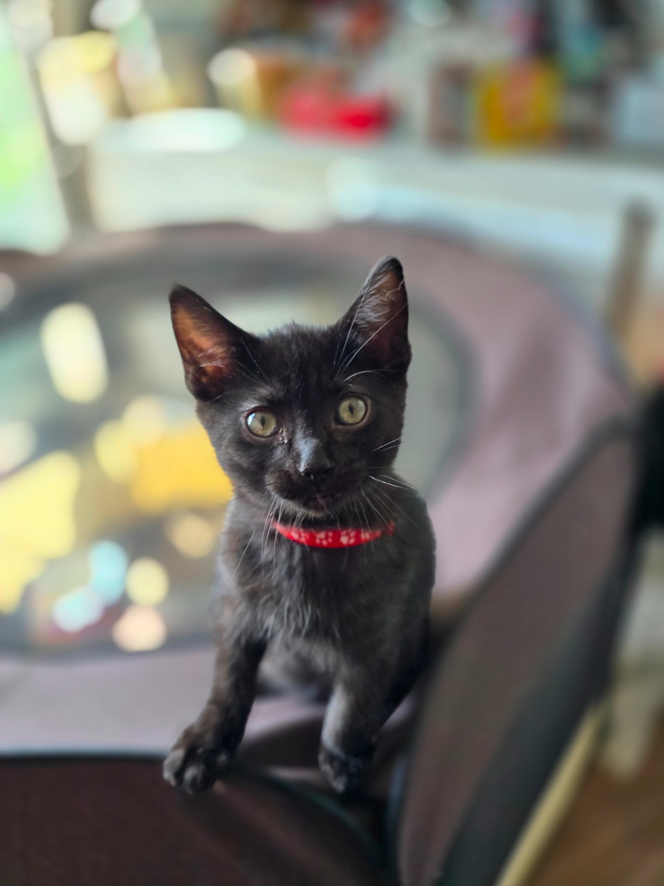 **Updated** KITTENS! Indoor Raised and Taking Over My House | Cats ...