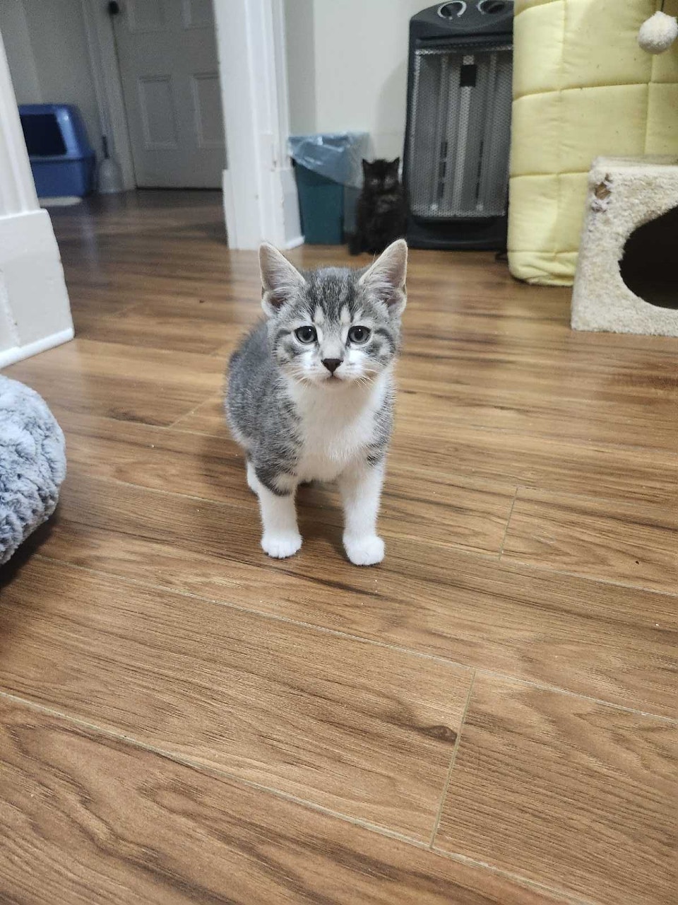 Very sweet short hair male kitten | Cats & Kittens for Rehoming ...