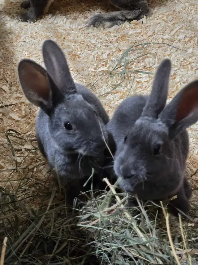 Rex rabbits | Livestock | Prince Albert | Free local classifieds - Kijiji