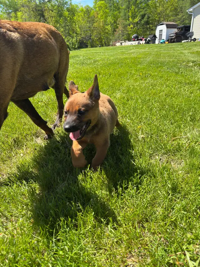 Belgian Malinois/ Australian Shepherd Mix Puppies | Dogs & Puppies for ...