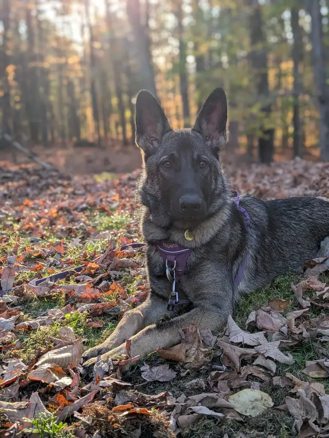 8 month female working line German Shepherd | Dogs & Puppies for ...
