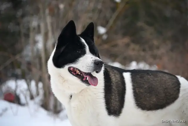 CKC FULL AMERICAN AKITA FEMALES | Dogs & Puppies for Rehoming | Ottawa ...