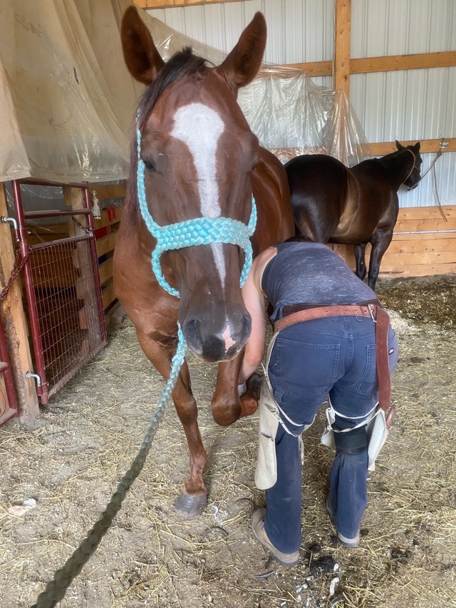 9 year old grade gelding | Horses & Ponies for Rehoming | St. Albert ...