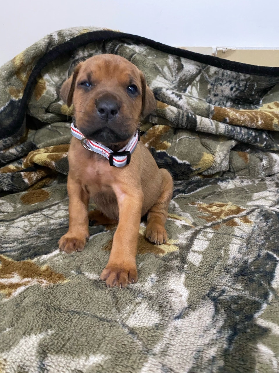 Cane Corso Doberman cross | Dogs & Puppies for Rehoming | St. Albert | Free local classifieds ...