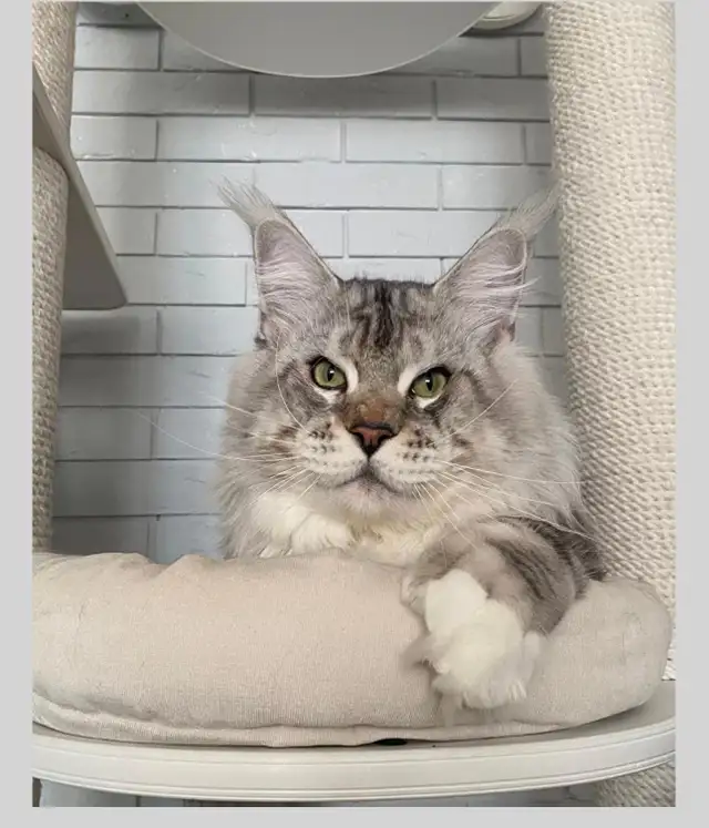 Tica pedigree European Champion show cat Maine coon kittens | Cats ...