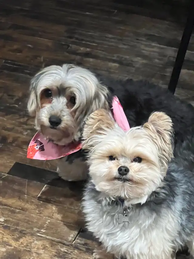 Magnifiques chiots Morkies – Maltais x Yorkshire | Dogs & Puppies for ...