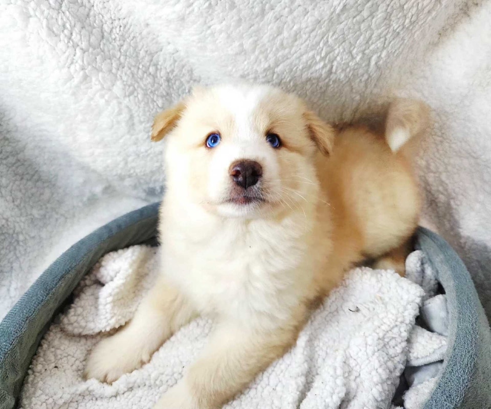 F4 Pomsky - ONLY 2 LEFT!!! | Dogs & Puppies for Rehoming | Norfolk ...