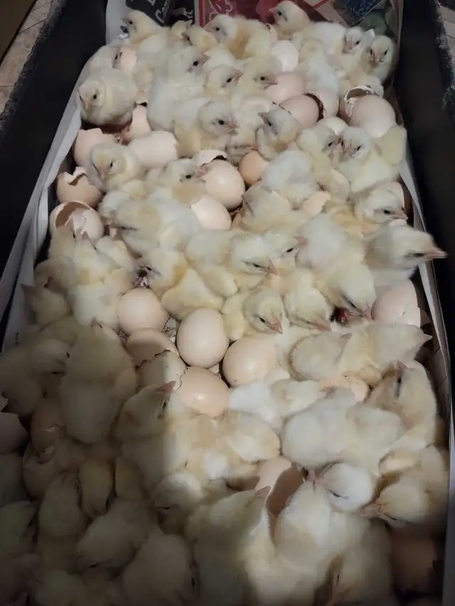 Cornish Cross/Broilers/chicks/Cornish Giant | Livestock | Red Deer ...