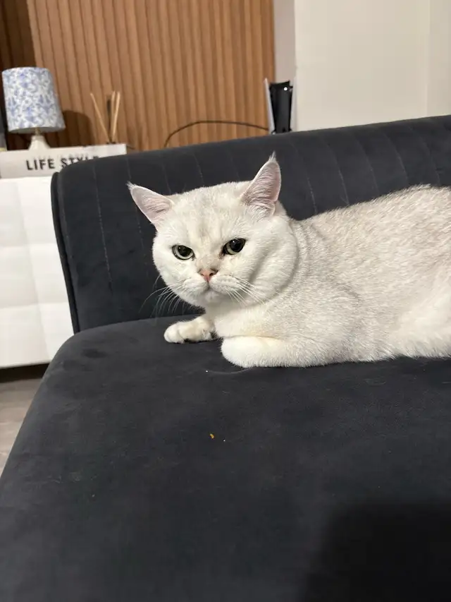 Silver British Shorthair | Cats & Kittens for Rehoming | Cambridge ...