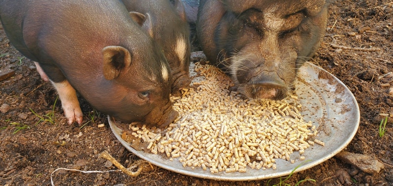 Pig Pair | Livestock | Annapolis Valley | Kijiji