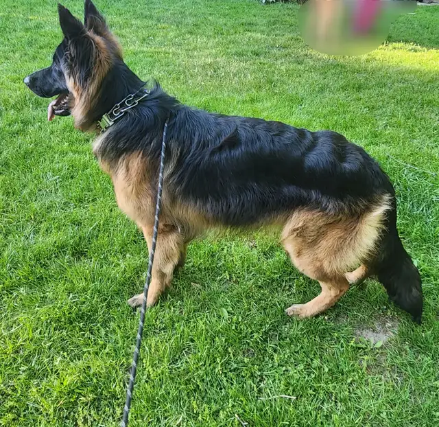 German Shephard | Dogs & Puppies for Rehoming | London | Free local ...