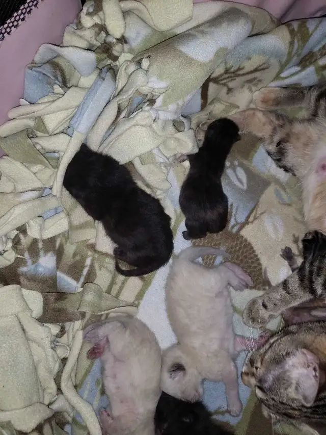 10 kittens newborn | Cats & Kittens for Rehoming | City of Toronto ...
