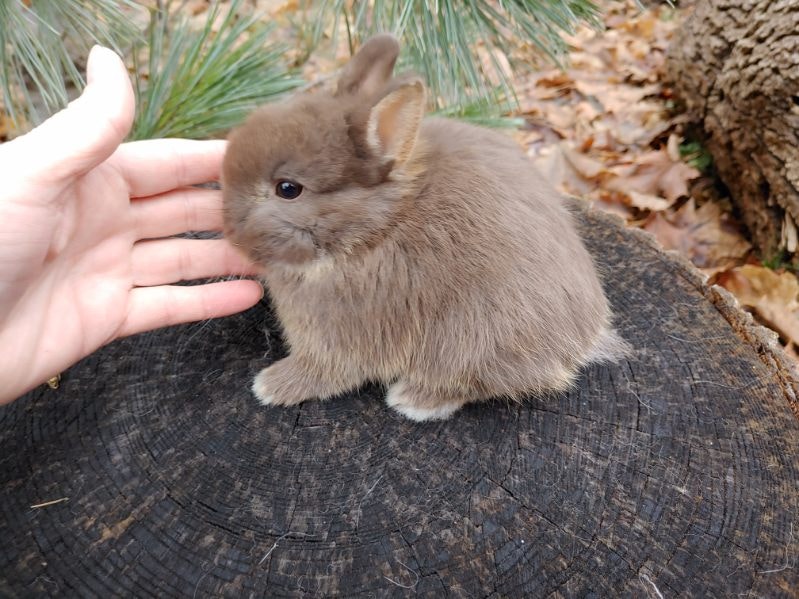 Bébé lapin nain néerlandais *baby Netherland dwarf bunny rabbit ...