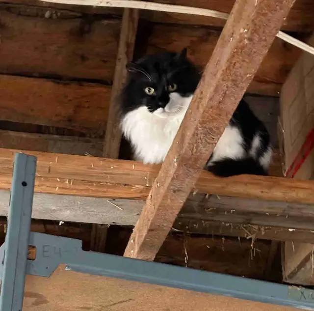 Barn cats | Cats & Kittens for Rehoming | Edmonton | Free local ...