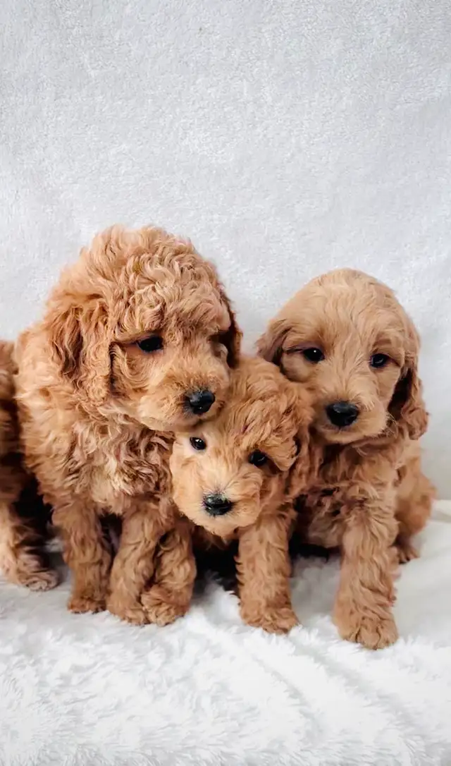 Mini Cockapoo puppies ! | Dogs & Puppies for Rehoming | Calgary | Free ...