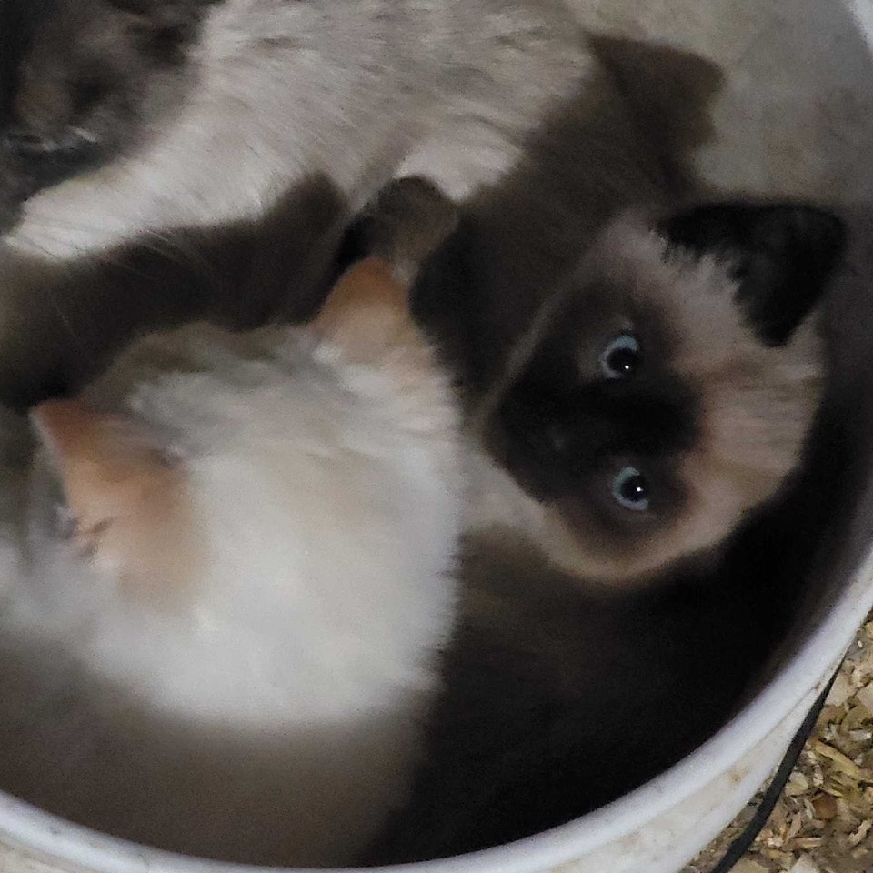 Siamese-Flame point tiger tail | Cats & Kittens for Rehoming | Red Deer ...