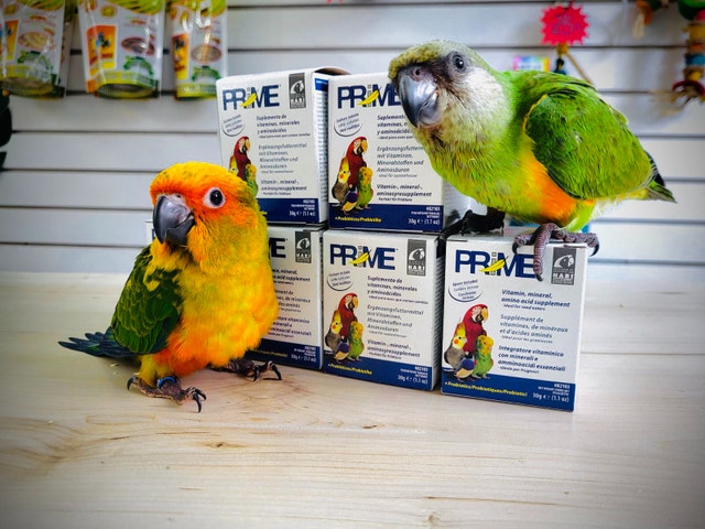 Bébé perroquet Conure soleil Youyou et VITAMINE PRIME! Hagen | Oiseaux ...