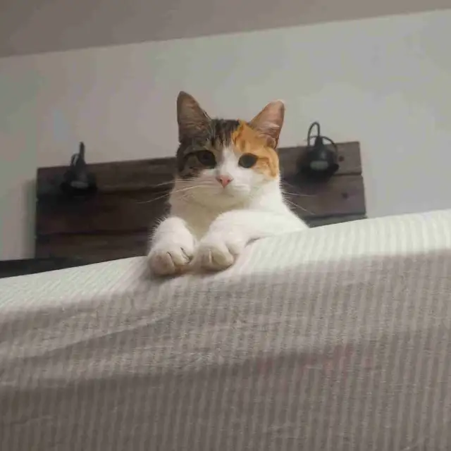 Cat 6 month old, healthy. | Cats & Kittens for Rehoming | Ottawa | Free ...