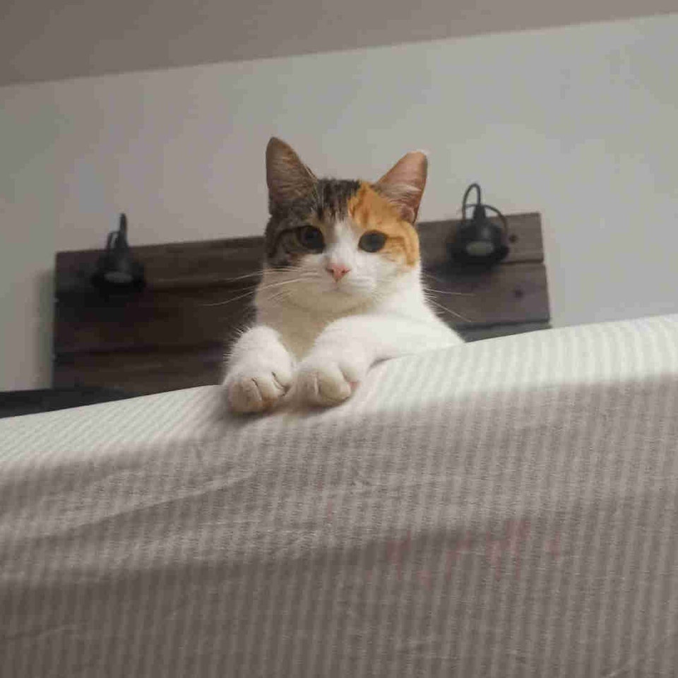 Cat 6 month old, healthy. | Cats & Kittens for Rehoming | Ottawa | Free ...