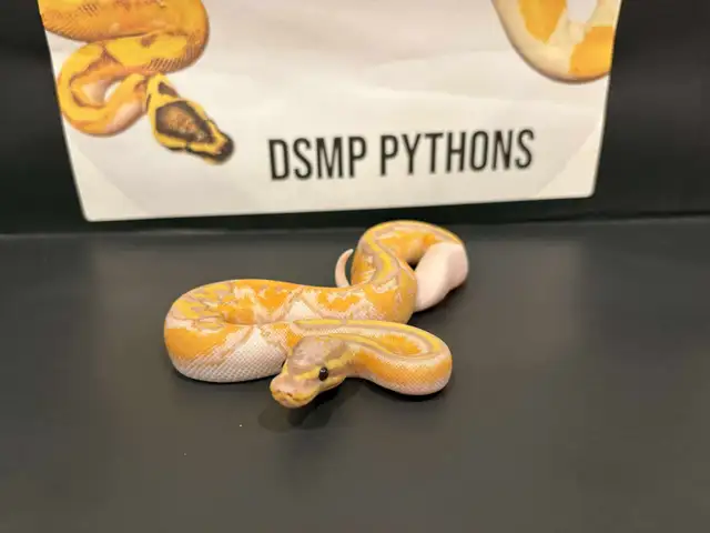 Banana Mahogany Pied 50% het Lavender Ball Python | Reptiles ...