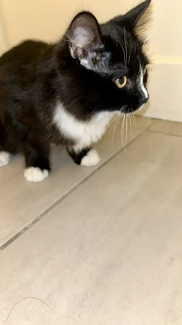 Superbe jeune chatte noire et blanche type Maine Coon, 4 mois | Cats ...