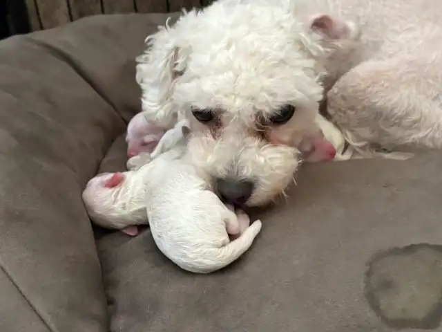 Adorable Bichon Frise Puppies – Raised with Love in Calgary | Dogs ...