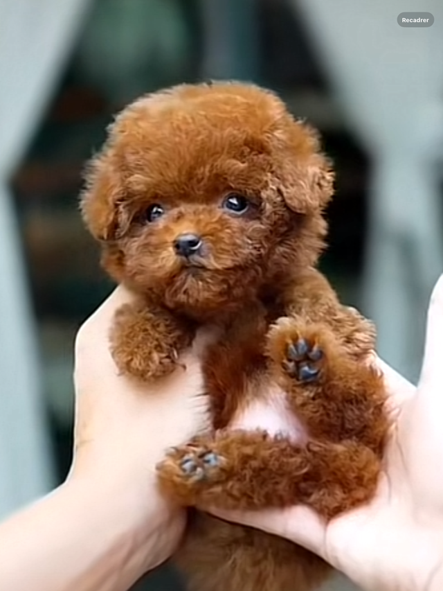 Maltipoo toy magnifique | Dogs & Puppies for Rehoming | Laval / North ...