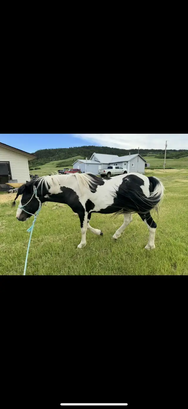 Sold-welsh pony | Horses & Ponies for Rehoming | Medicine Hat | Free ...